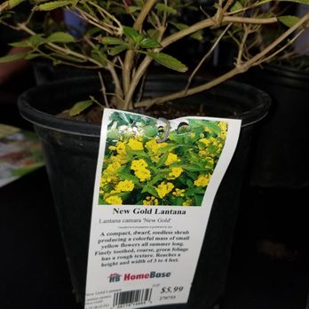 HOMEBASE - Updated December 2025 - 10 Photos - 515 Macarthur Dr ...