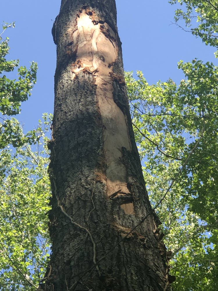 LEWIS BROTHERS TREE - Updated October 2024 - 16 Photos - High Point ...