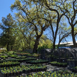 HARMONY FARM SUPPLY & NURSERY - Updated August 2025 - 56 Photos & 100 ...