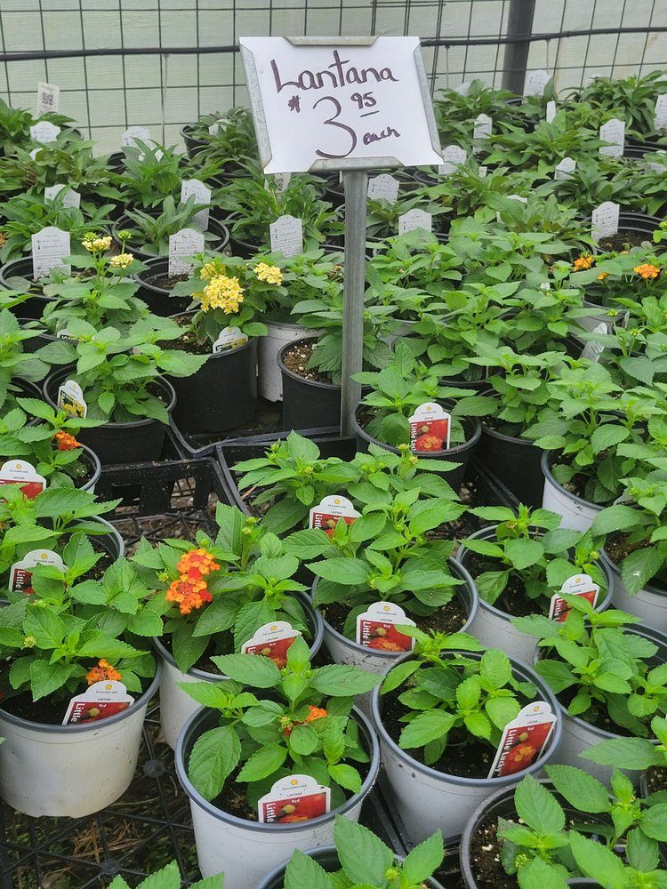 BOBO’S NURSERY & FLORIST - Updated May 2025 - 10 Photos & 10 Reviews ...