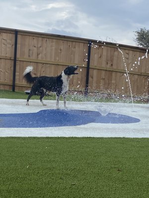 RILEY’S RANCH PET RESORT - Updated October 2025 - 13 Photos & 11 ...