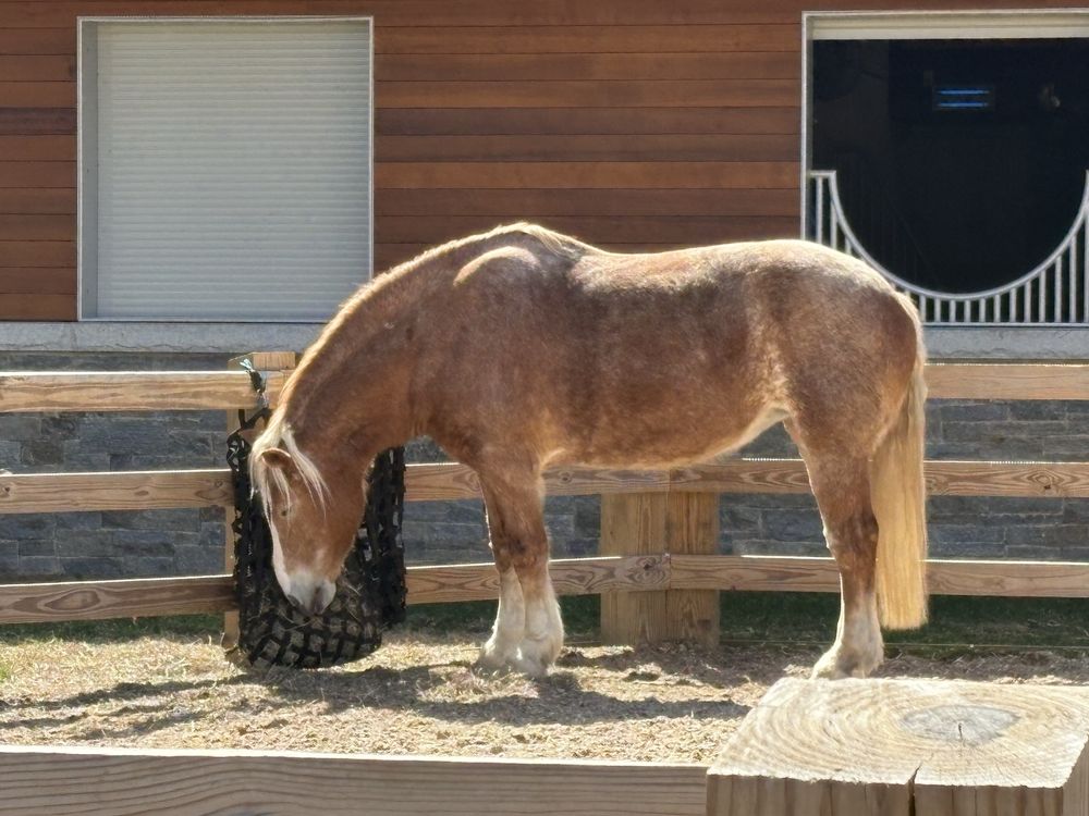 U S PARK POLICE HORSE STABLES AND EDUCATION CENTER - Updated March 2025 ...