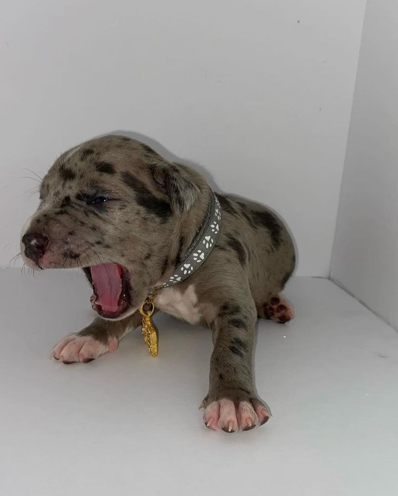 UNTOUCHABLE KENNELS - Rockville Centre, New York - Pet Breeders - Phone ...