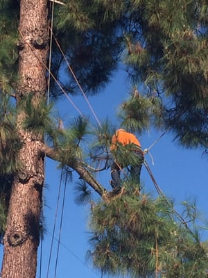 SUMMIT TREE SERVICE - Updated October 2025 - 35 Photos & 76 Reviews ...