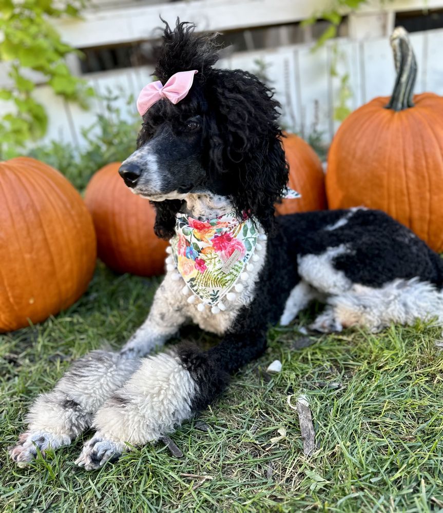 HALSEY POODLES AND DOODLES - Updated October 2025 - Request Information ...