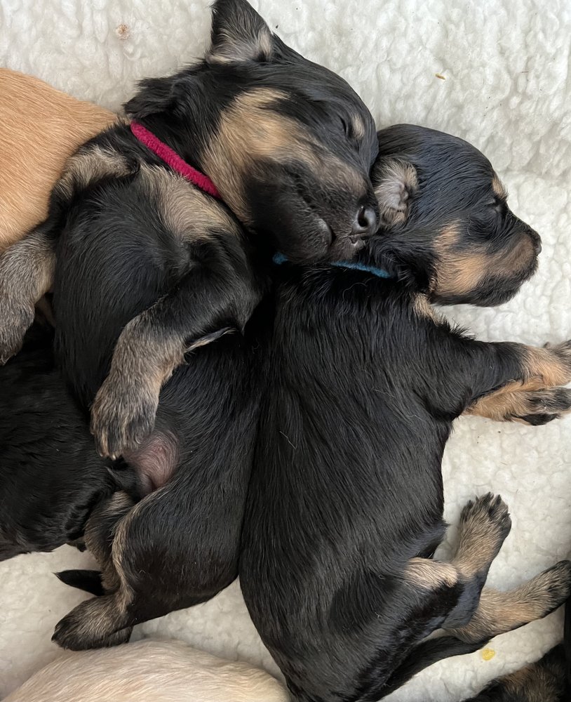 EUGENE GOLDENDOODLES - Updated April 2024 - Eugene, Oregon - Pet ...