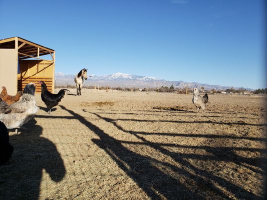 KYLE CANYON RANCH - 82 Photos - 13820 Kyle Canyon Rd, Las Vegas, Nevada ...