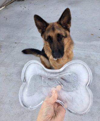 CANINE CONNECTION - 193 Photos & 77 Reviews - 4920 Tchoupitoulas St ...