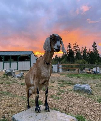 LEFT FOOT FARM - Updated July 2025 - 34 Photos - 31510 44th Ave E ...
