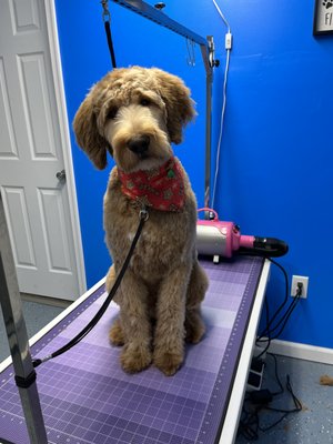 MADISON’S SHED AND TAILS GROOMING - Updated January 2026 - 19 Photos ...