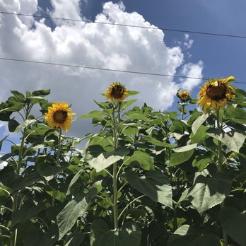 SWEETFIELDS FARM - Updated September 2024 - 331 Photos & 67 Reviews ...