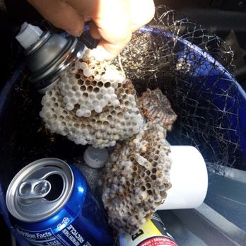 BREDA PEST MANAGEMENT - Updated December 2025 - 11 Photos & 69 Reviews ...