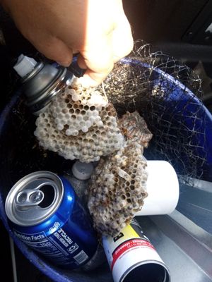 BREDA PEST MANAGEMENT - Updated December 2025 - 11 Photos & 69 Reviews ...