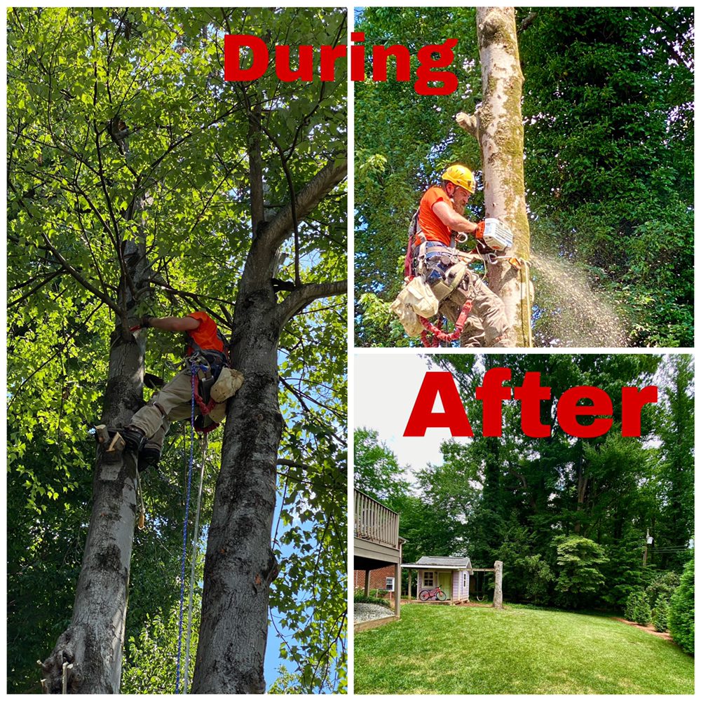 CARDINAL TREE SERVICE - Updated October 2025 - 23 Photos - Forest Oaks ...