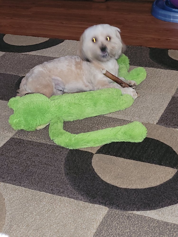 THE MUTT HUTT GROOMING SALON BY BOBIE - Updated December 2025 - 12 ...