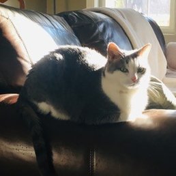 Radiocat Reviews | Read Customer Service Reviews of radiocat.com