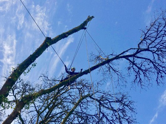 ALL AROUND ARBOR TREE SERVICE - Updated December 2025 - 73 Photos & 187 ...