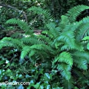 LAKE TRASK TIMBER TRAILS ASSOCIATION - Updated September 2025 - 15 ...