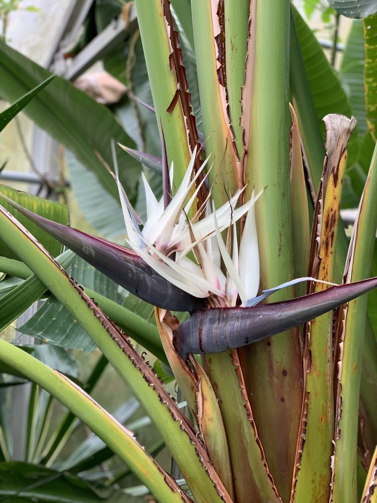 ROGER WILLIAMS PARK BOTANICAL CENTER - 177 Photos & 34 Reviews - 1000 ...