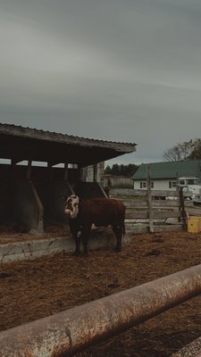 SPRING BROOK FARM COUNTRY STORE - Updated October 2025 - 36 Photos & 32 ...