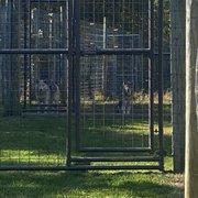 THE WOLF SANCTUARY OF PA - 254 Photos & 79 Reviews - 465 Speedwell ...