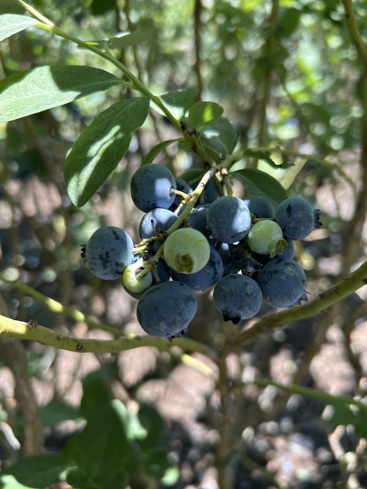 LYNA BERRY FARM - Updated December 2025 - 47 Photos - 11920 Neal Rd ...