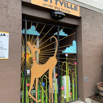 MUTTVILLE SENIOR DOG RESCUE - Updated October 2025 - 347 Photos & 169 ...