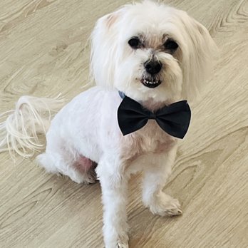 VIP DOGS FAST GROOMING - Updated July 2024 - 165 Photos & 16 Reviews ...