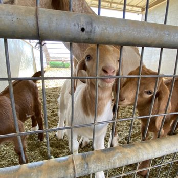 SANDY VALLEY RANCH - Updated December 2025 - 76 Photos & 24 Reviews ...