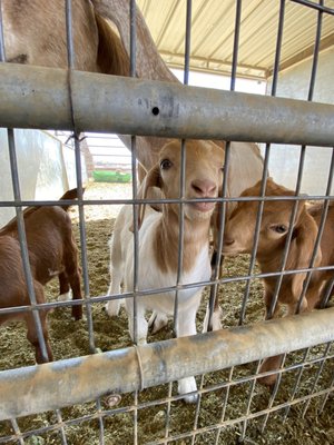 SANDY VALLEY RANCH - 64 Photos & 13 Reviews - 1411 Kingston Rd, Sandy ...