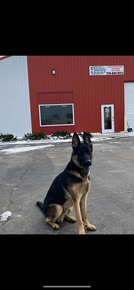 K9 BASICS - Updated December 2025 - 951 Pine St, Peshtigo, Wisconsin ...
