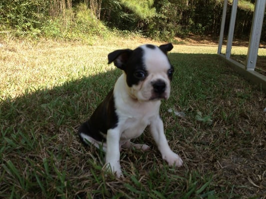 THEODORE VETERINARY HOSPITAL - Updated December 2025 - 12 Photos & 35 ...