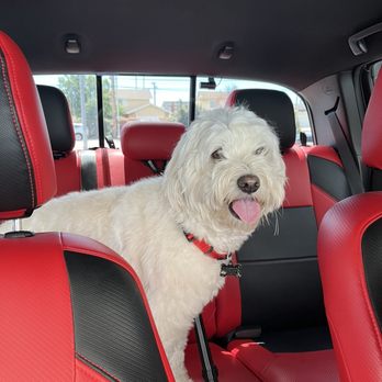 VIP DOG GROOMING - Updated May 2024 - 874 Photos & 642 Reviews - 6901 W ...