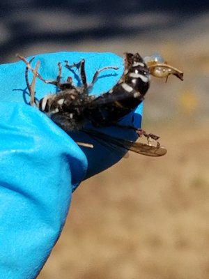 STOP BUGGING ME PEST CONTROL - Updated December 2025 - 11 Photos & 77 ...