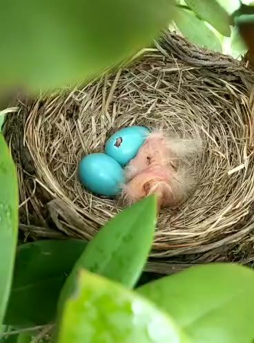 ALBATROSS AVIARY - Updated August 2024 - Request Information - 925 ...