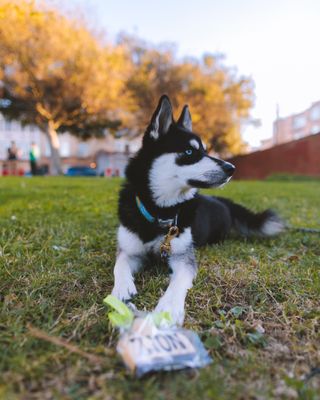 LE MARCEL BAKERY FOR DOGS - 234 Photos & 149 Reviews - 2066 Union St ...