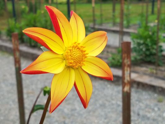 POINT DEFIANCE ROSE GARDEN - Updated July 2025 - 440 Photos & 29 ...