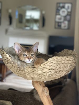 FRANKLIN RANCH PET HOSPITAL AND HOTEL - Updated December 2025 - 152 ...