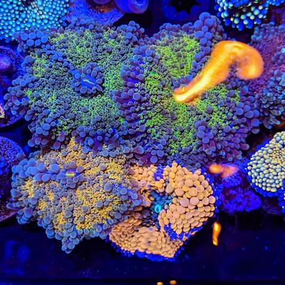 DEEP BLUE AQUARIUM - Updated December 2025 - 162 Photos & 46 Reviews ...