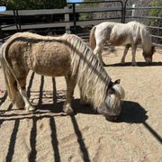 TRAK - THERAPEUTIC RANCH FOR ANIMALS AND KIDS - 49 Photos - 3250 E ...