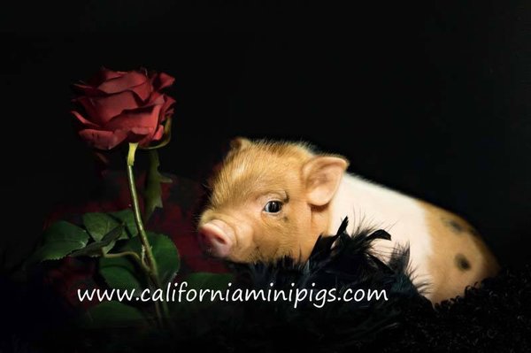 CALIFORNIA MINI PIGS - Updated April 2024 - 20 Photos - Igo, California ...