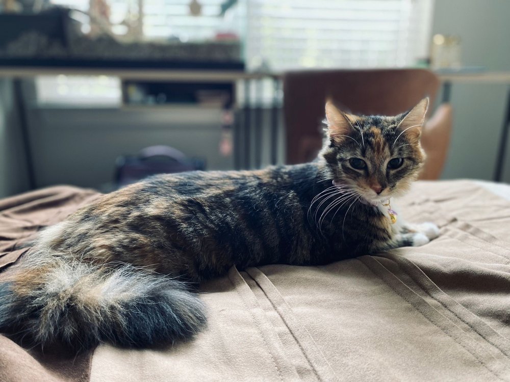 WAKE COUNTY ANIMAL CENTER - Updated June 2025 - 26 Photos & 53 Reviews ...