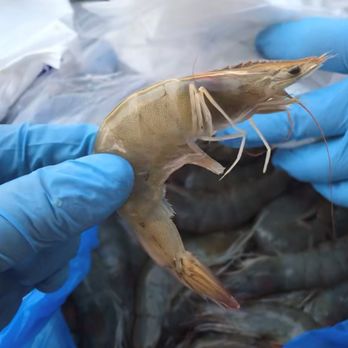 KYLE LEBLANC CRAWFISH FARMS - Updated January 2026 - 10 Photos & 17 ...