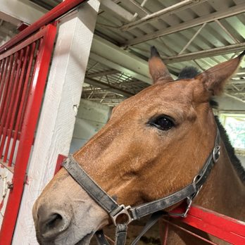 MEMORY LANE STABLES - Updated December 2025 - 168 Photos & 123 Reviews ...