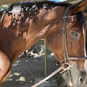 FOXFIELD RIDING SCHOOL - Updated December 2025 - 55 Photos & 54 Reviews ...