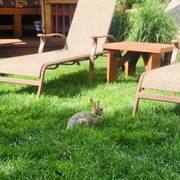 SCARLET RANCH - 72 Photos & 37 Reviews - 8109 Blakeland Dr, Littleton ...