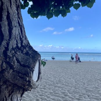 HAU TREE - 1939 Photos & 618 Reviews - 2863 Kalakaua Ave, Honolulu ...