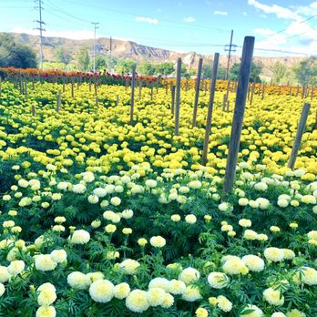 SANCHEZ PRODUCE - Updated October 2025 - 56 Photos & 20 Reviews - 16230 ...