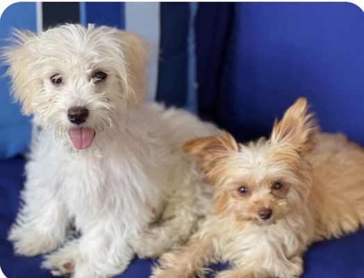 THE PAWZA - Updated October 2025 - 17 Reviews - 3737 Clayhead Rd ...