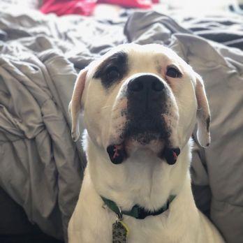 HUMANE SOCIETY OF BOULDER VALLEY - Updated December 2025 - 41 Photos ...